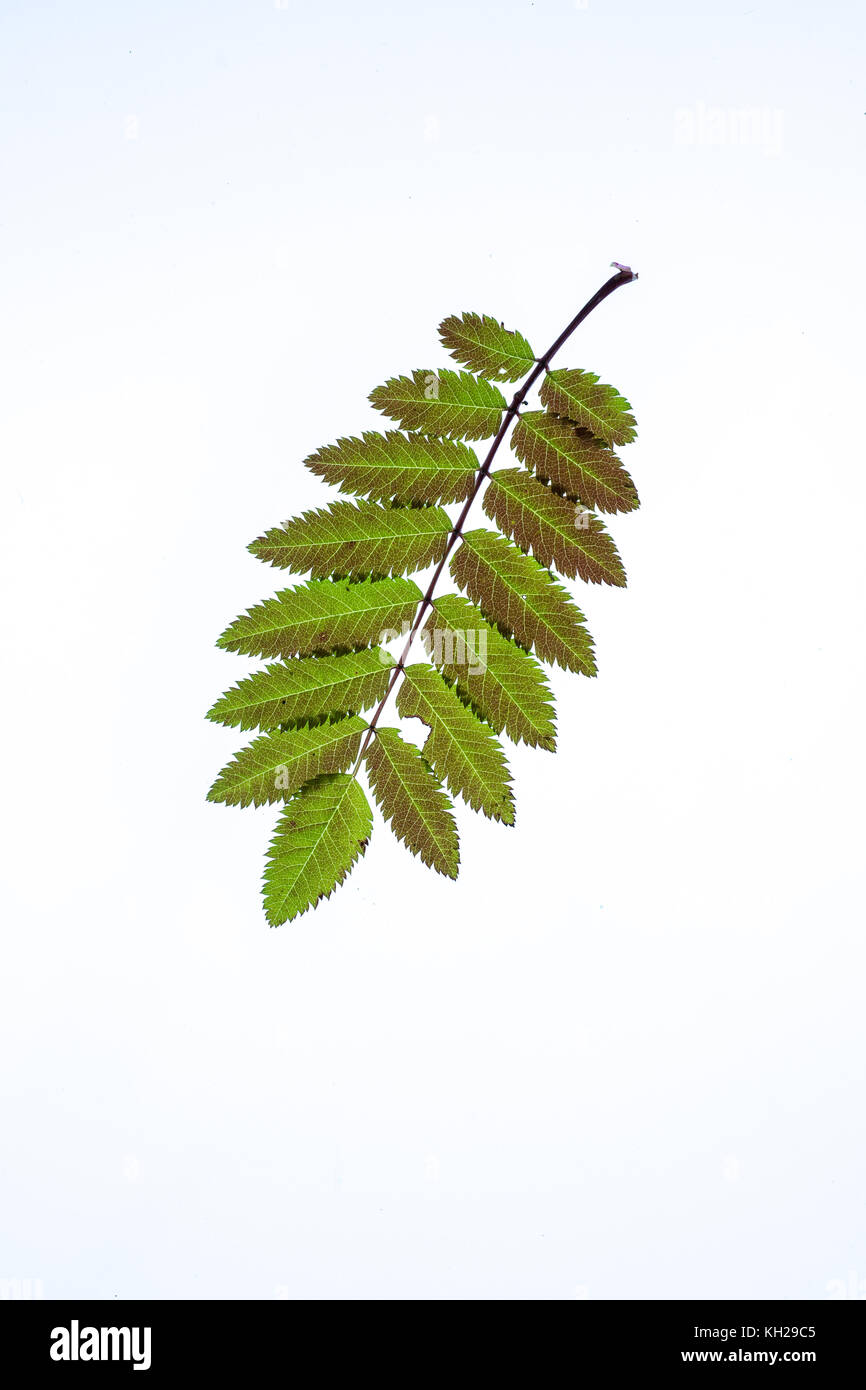 Close up of a rowan leaf just beginning to show autumn colour against a ...