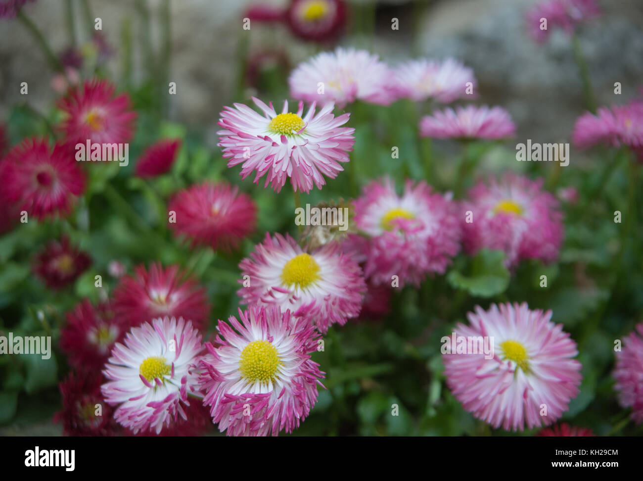 Closeup pink red and white flowers on dim background Stock Photo - Alamy
