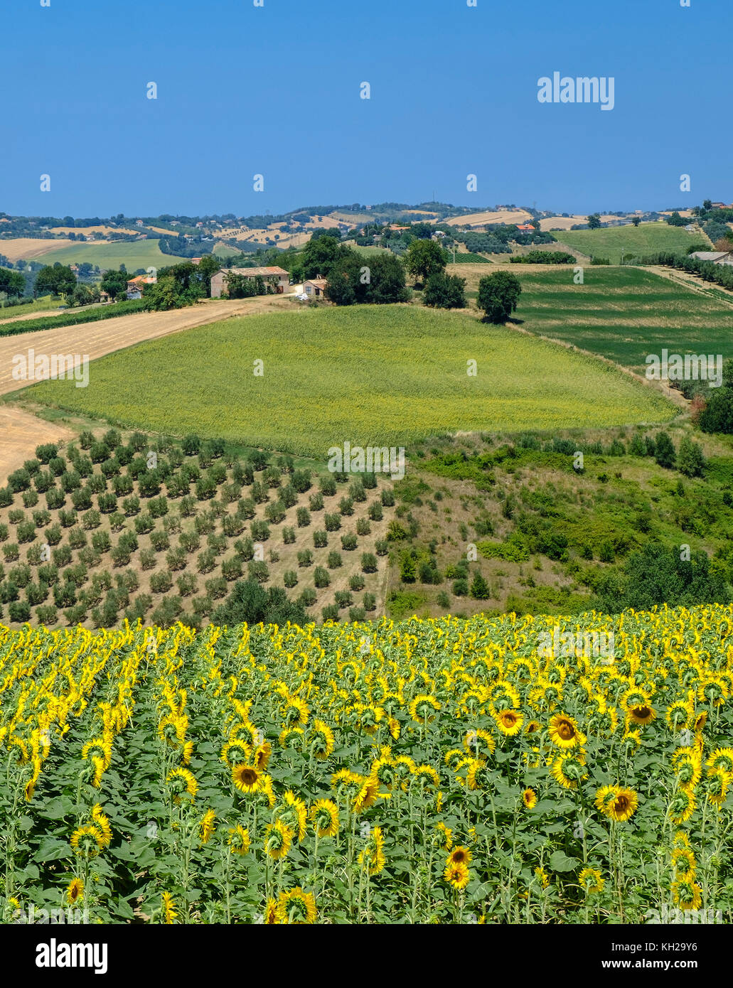 Rural landscape along the road from Ostra to Jesi (Ancona, Marches ...