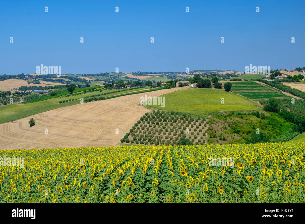Rural landscape along the road from Ostra to Jesi (Ancona, Marches ...