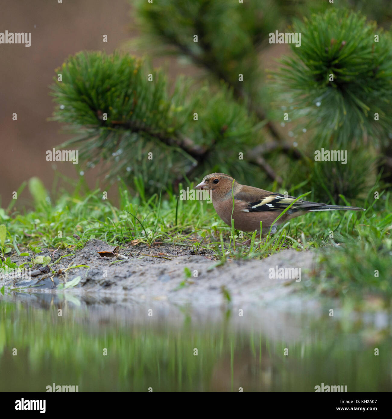 Single female finch resting on branch Stock Photo - Alamy