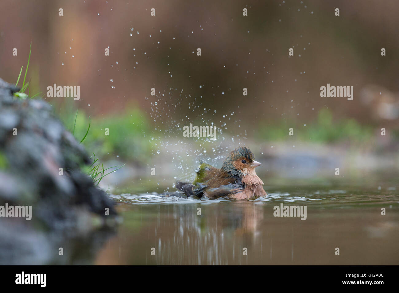 Single female finch bathing in nature water Stock Photo - Alamy