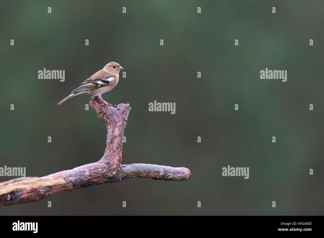 Single female finch resting on branch Stock Photo - Alamy