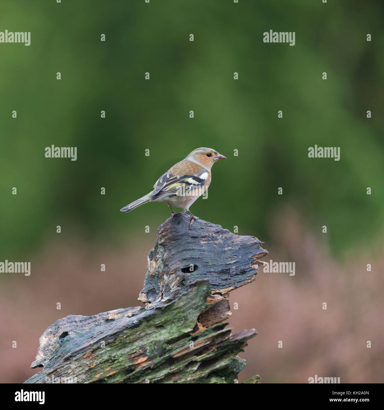 Single female finch resting on branch Stock Photo - Alamy