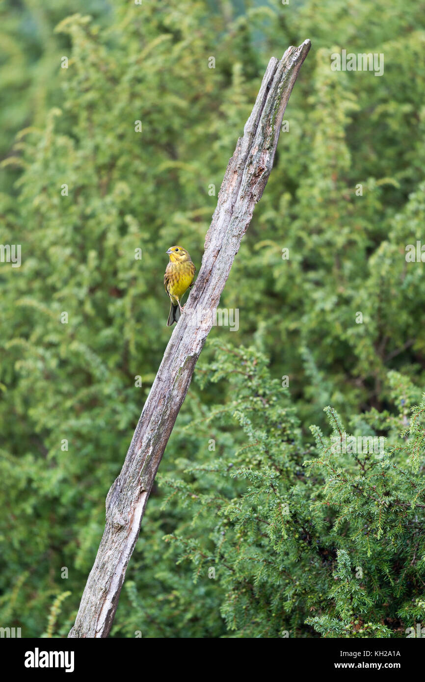 European greenfinch on tree branch in forest Stock Photo - Alamy