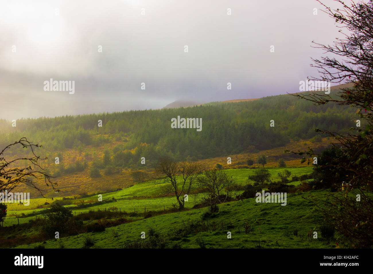 green fields, mountains in the fog in ireland, green tree Stock Photo ...