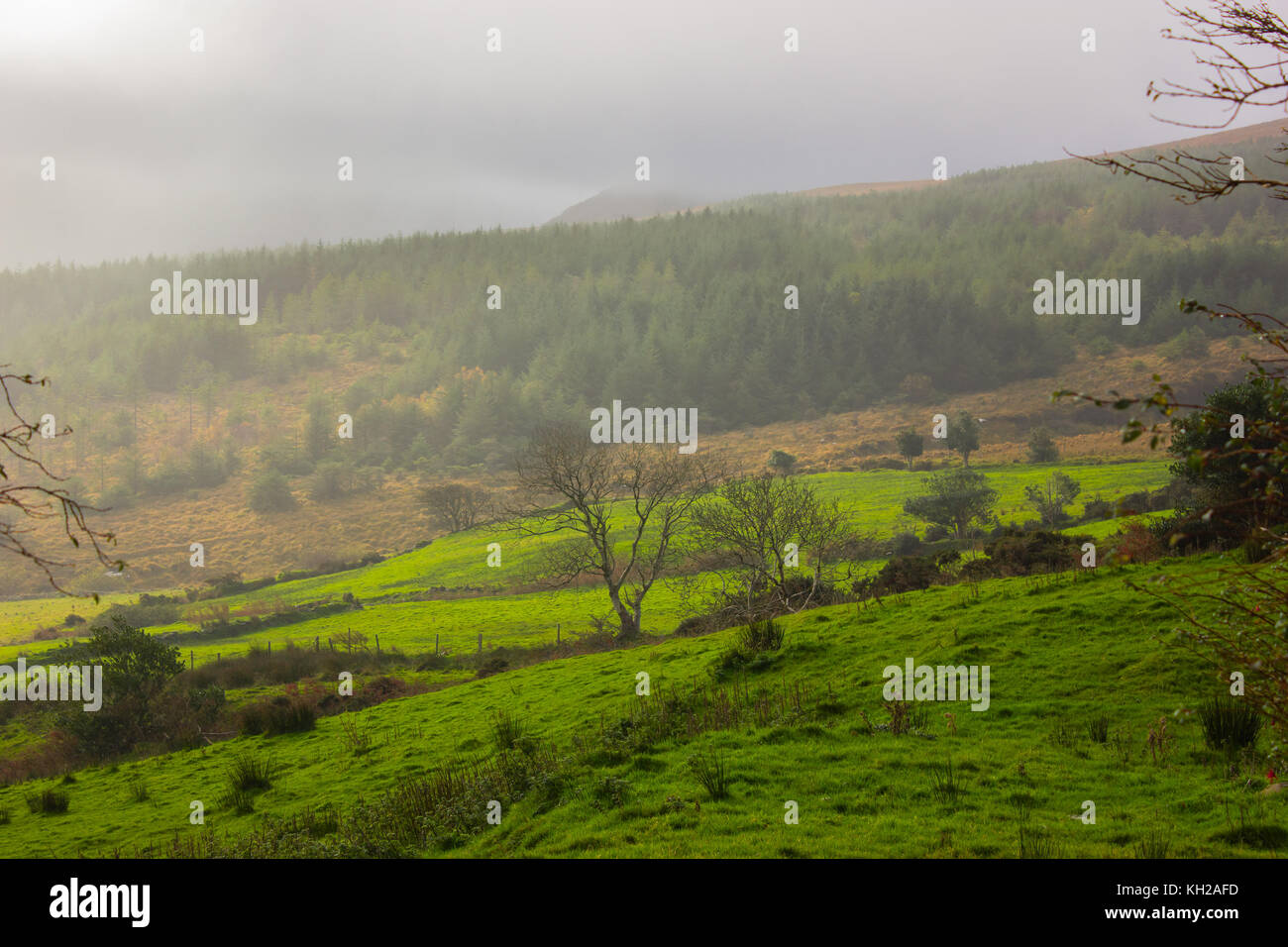 green fields, mountains in the fog in ireland, green tree Stock Photo ...