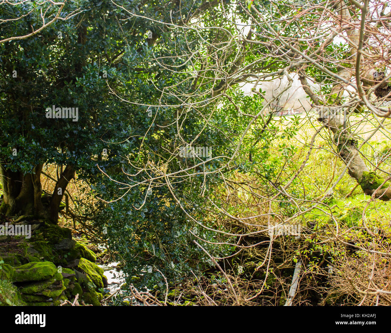 Overgrown by green leaf trees hi-res stock photography and images - Alamy