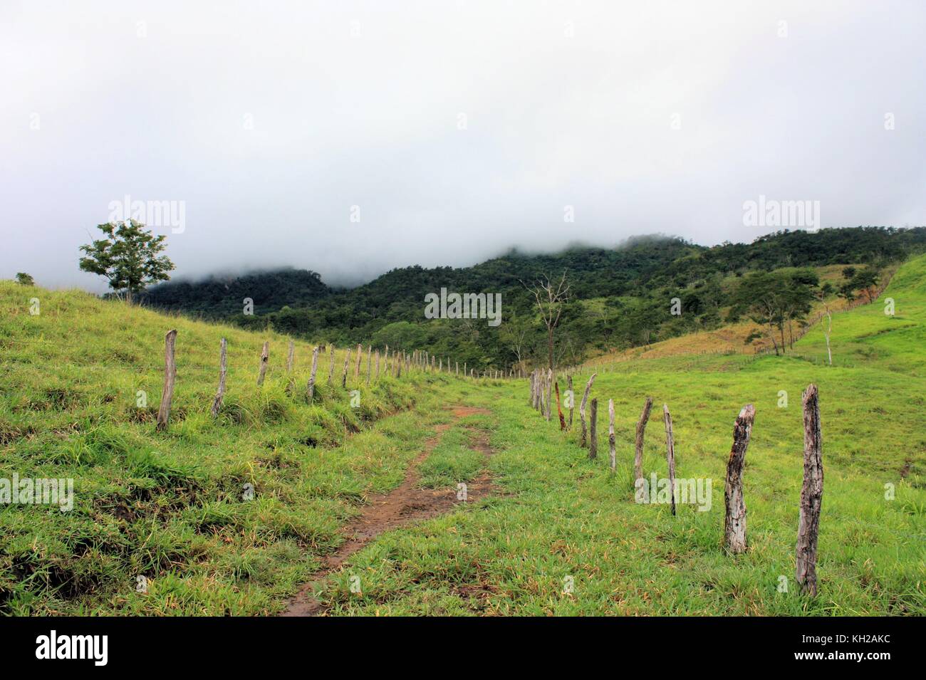 road between two farm fields in Venezuela Stock Photo - Alamy