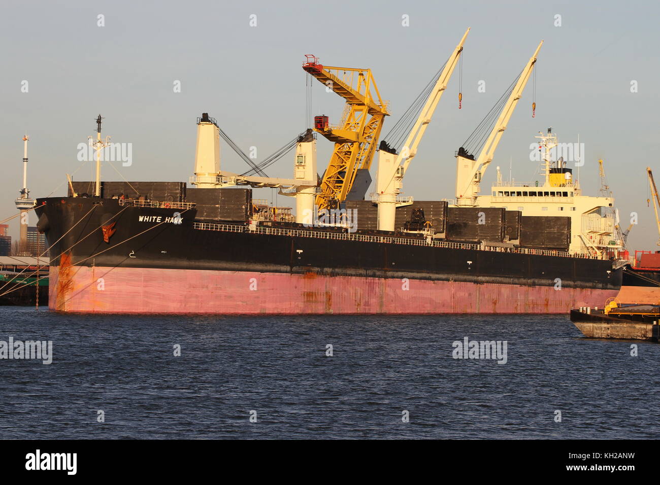 White hawk hi-res stock photography and images - Alamy