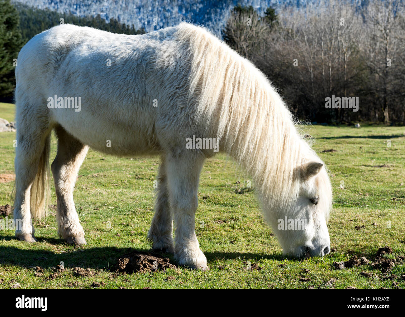 Miniature pony horse eating grass hi-res stock photography and images ...