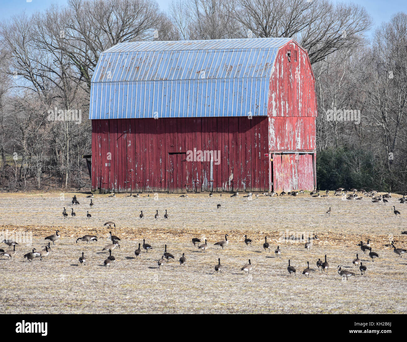 Barn and geese hi-res stock photography and images - Alamy