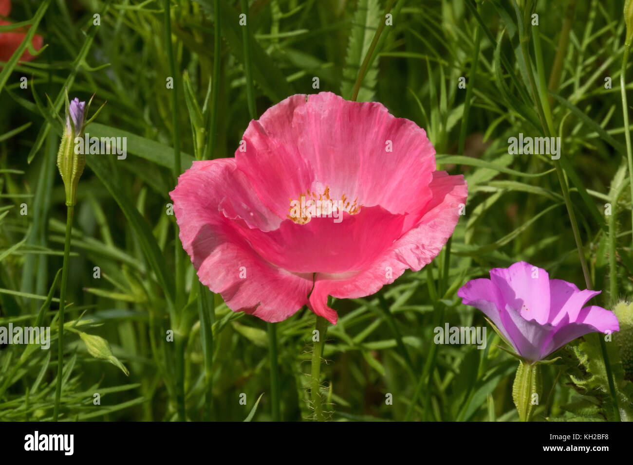 Poppy harlow hi-res stock photography and images - Alamy