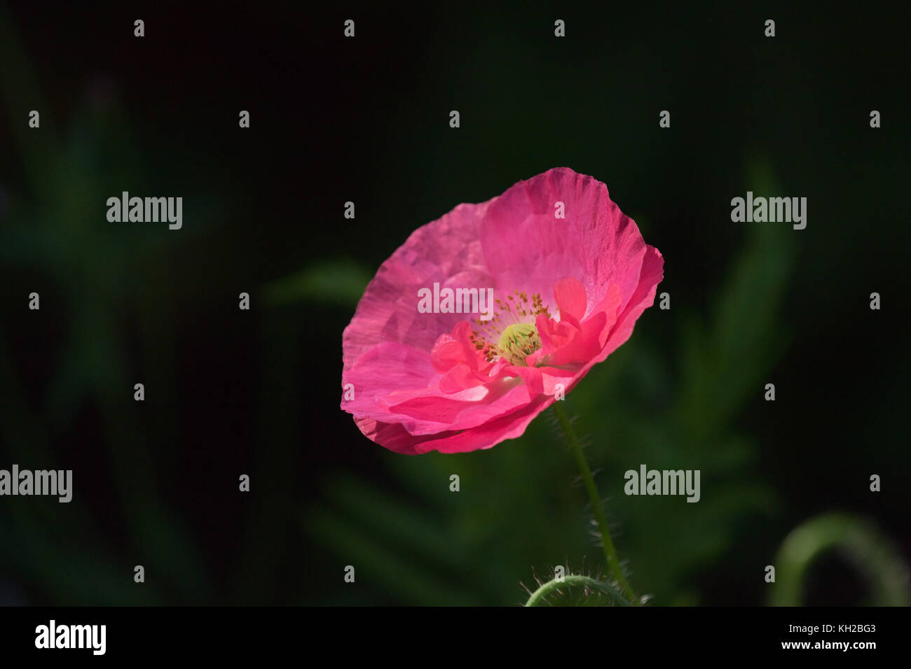 Poppy harlow hi-res stock photography and images - Alamy