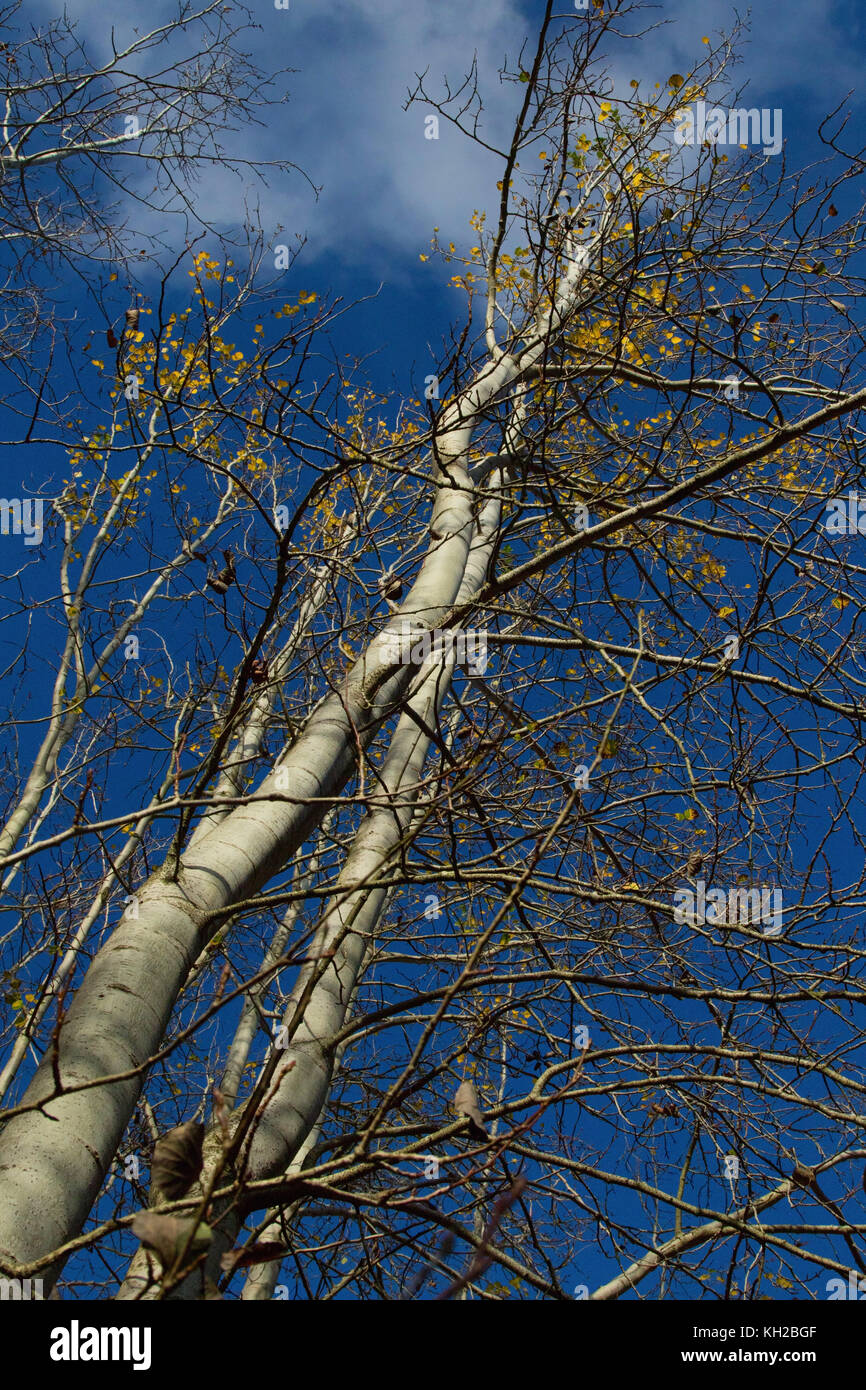 Upright european aspen tree hi-res stock photography and images - Alamy