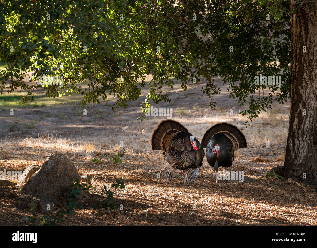 Wild turkeys strutting in sunshine Stock Photo - Alamy