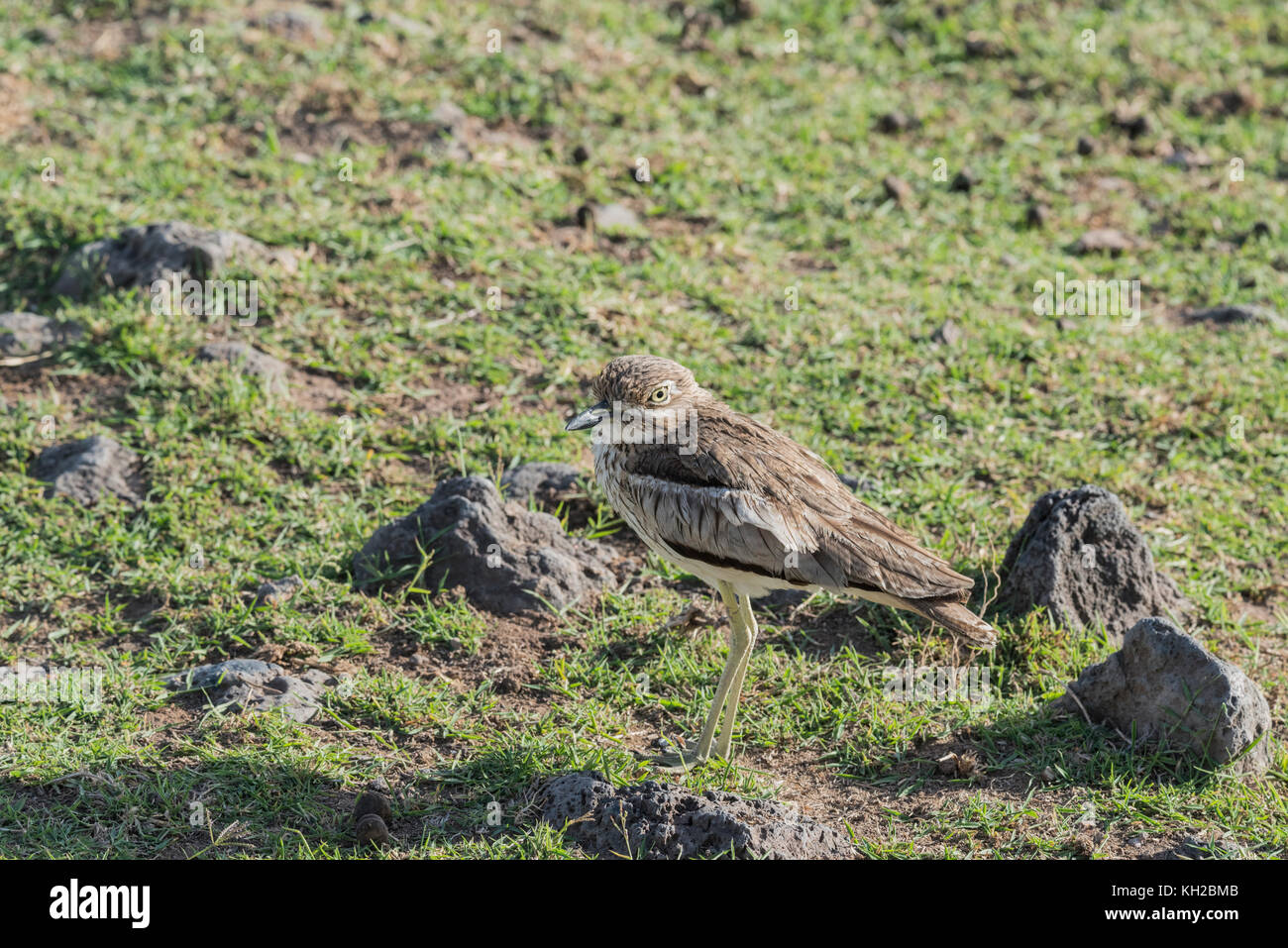 A Water Thick-Knee (Burhinus vermiculatus). Also known as a Water ...