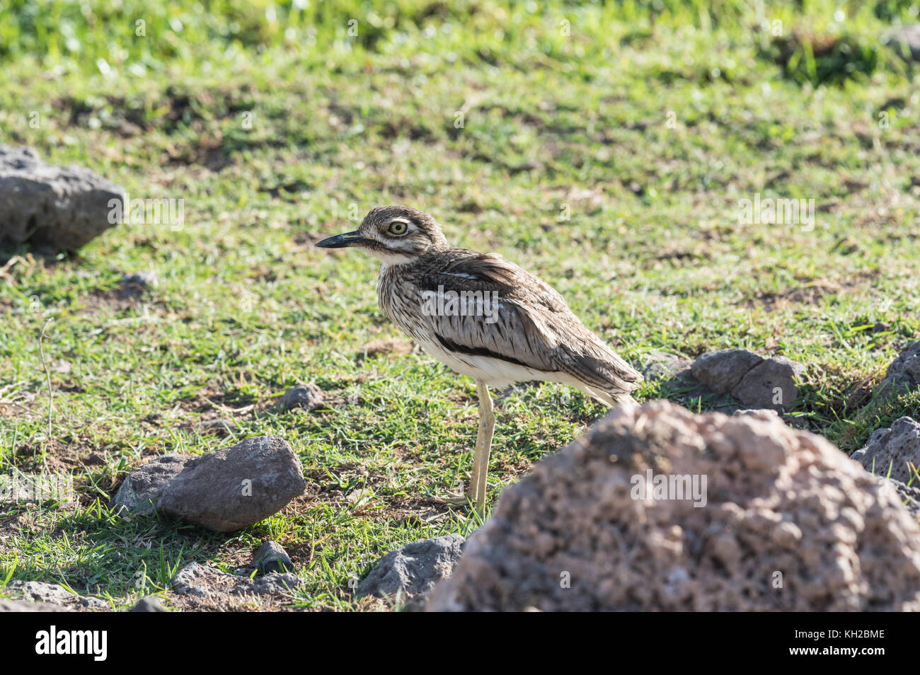 A Water Thick-Knee (Burhinus vermiculatus). Also known as a Water ...