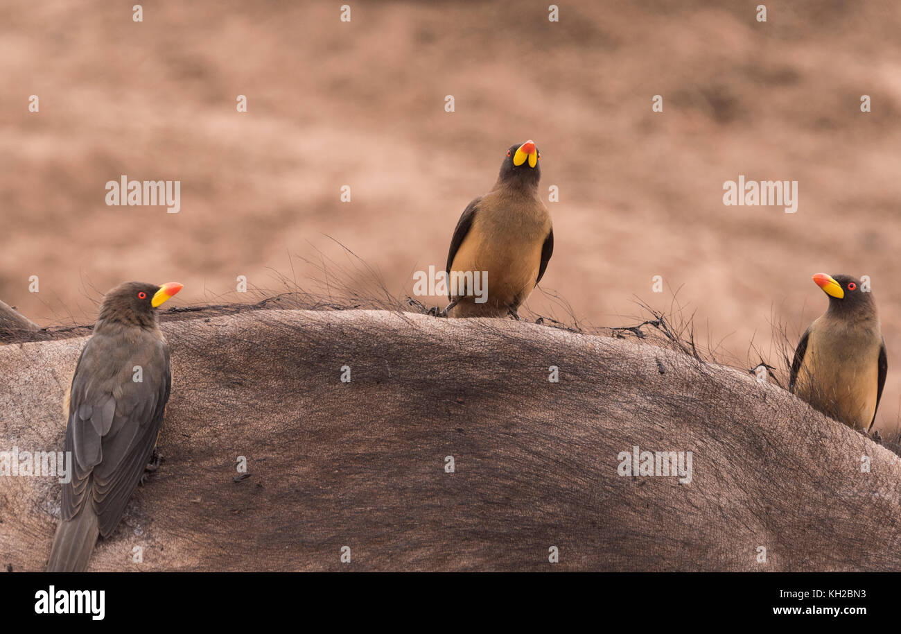 Noisy Yellow-bllled Oxpeckers (Buphagus africanus) on Cape Buffalo ...