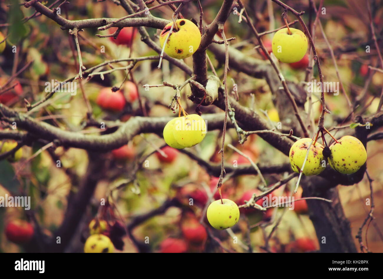Apples in the fall Stock Photo - Alamy