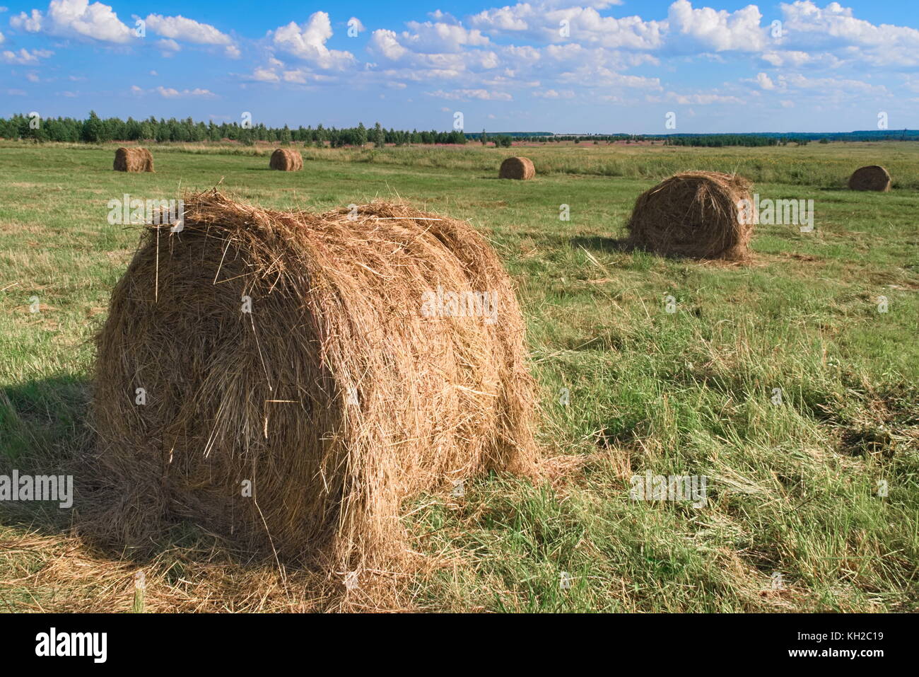 Stacks of straw - bales of hay, rolled into stacks left after ...