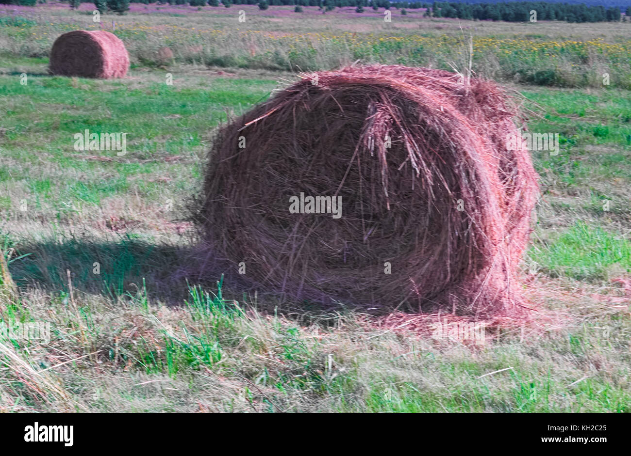 Stacks of straw - bales of hay, rolled into stacks left after ...
