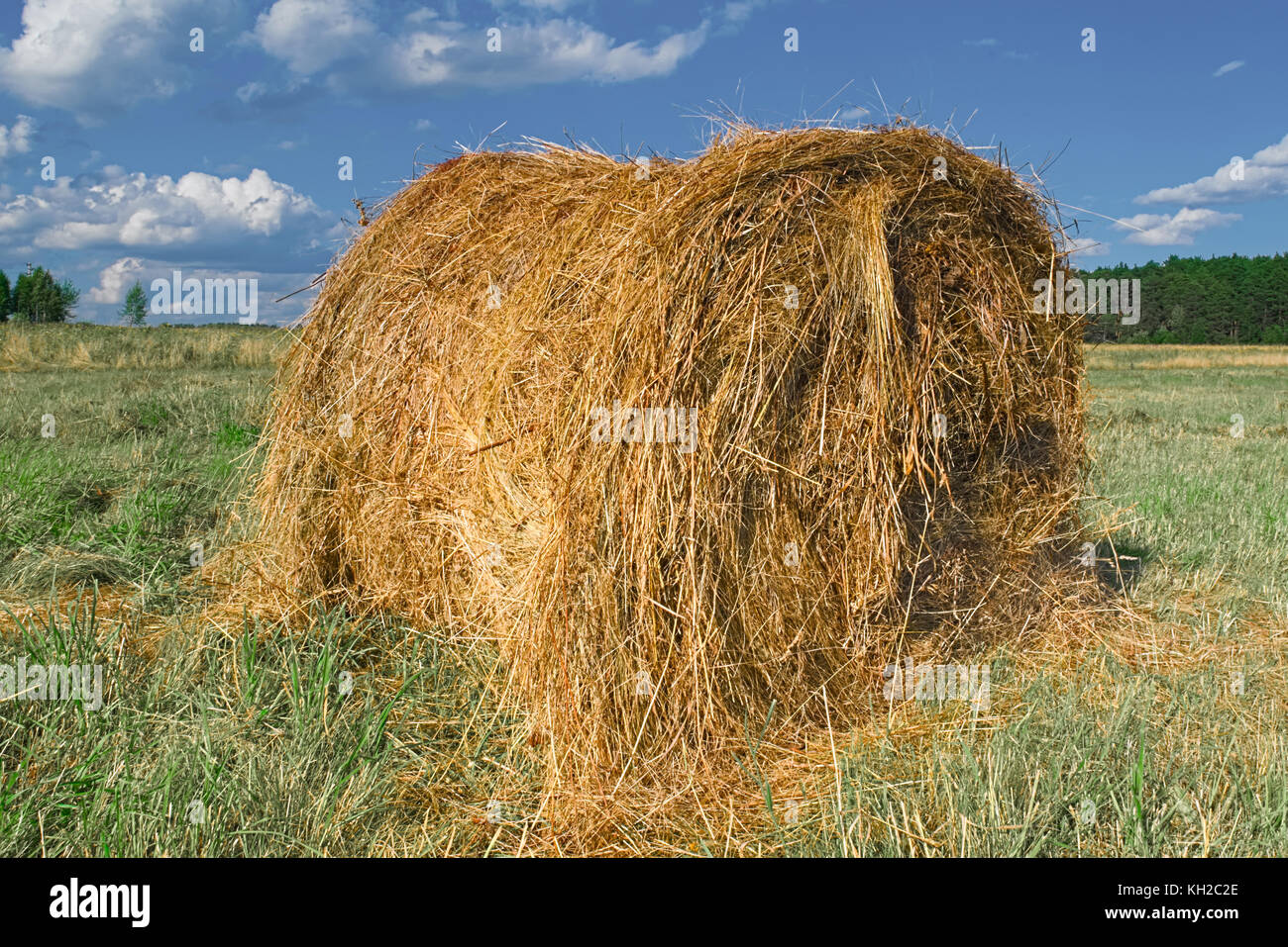 Stacks of straw - bales of hay, rolled into stacks left after ...