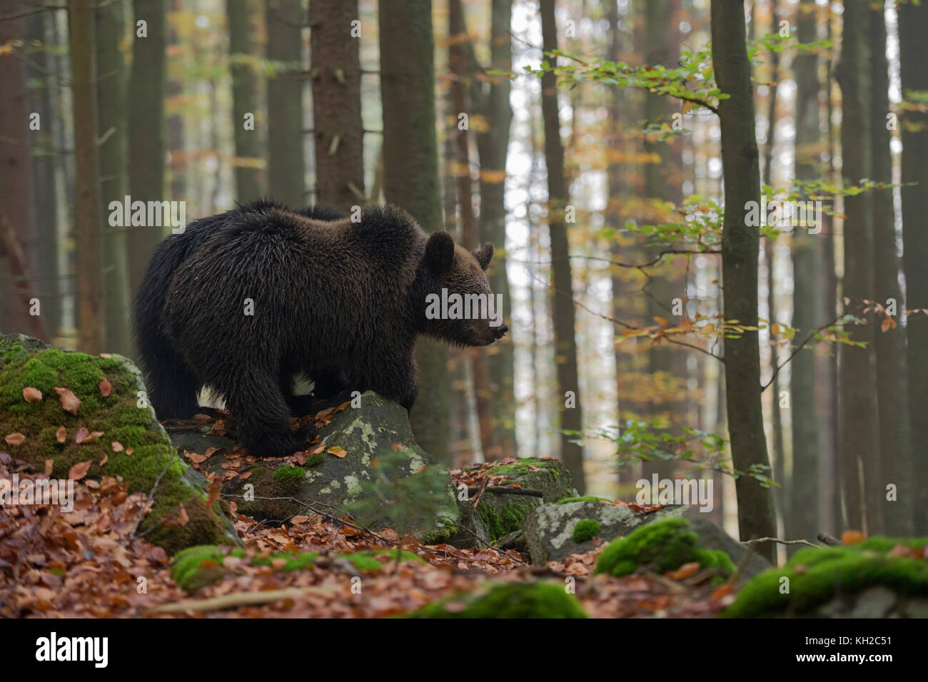 European Brown Bear / Braunbaer ( Ursus arctos ), young cub, exploring ...