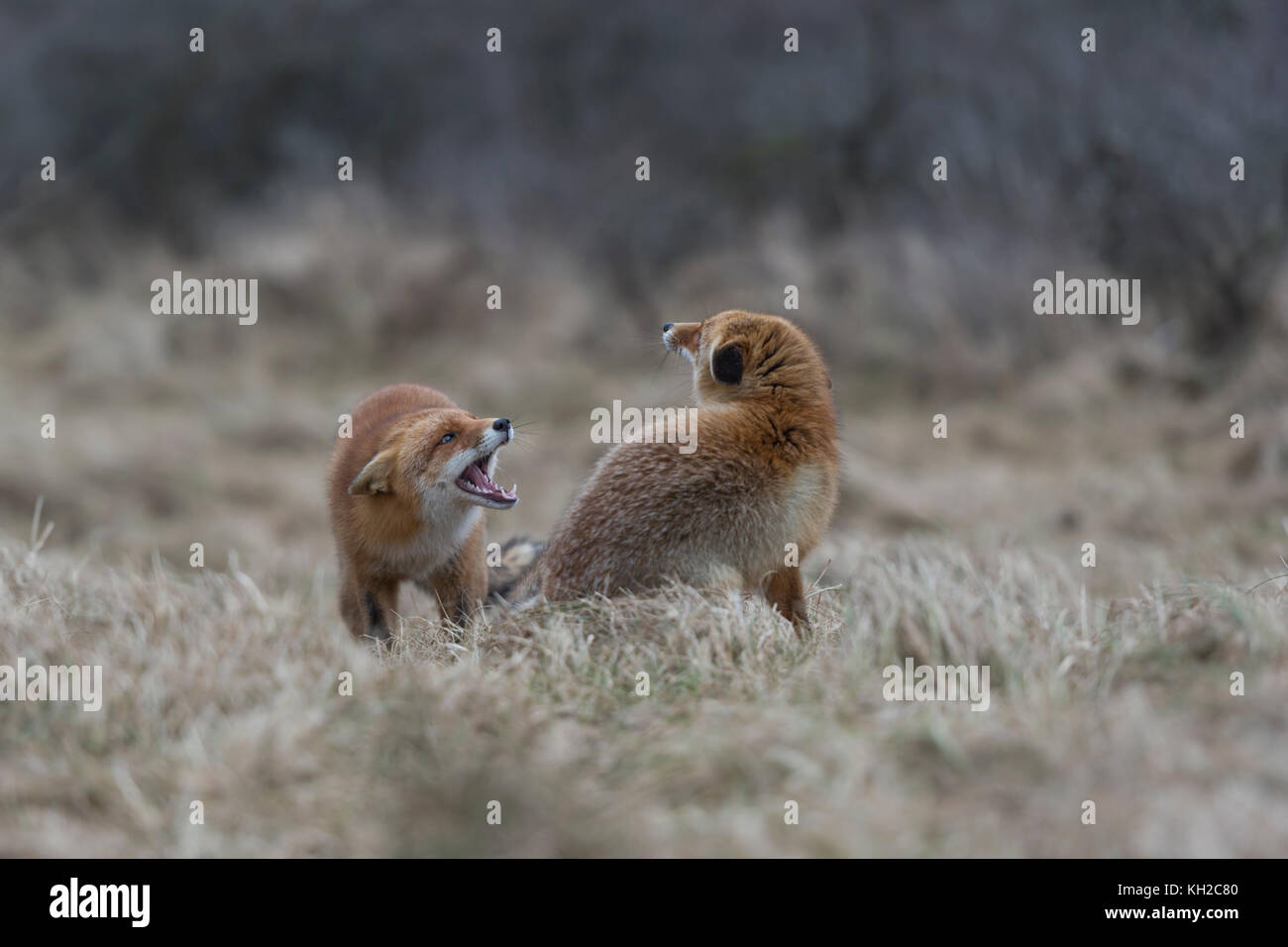 Foxes Mating High Resolution Stock Photography and Images - Alamy