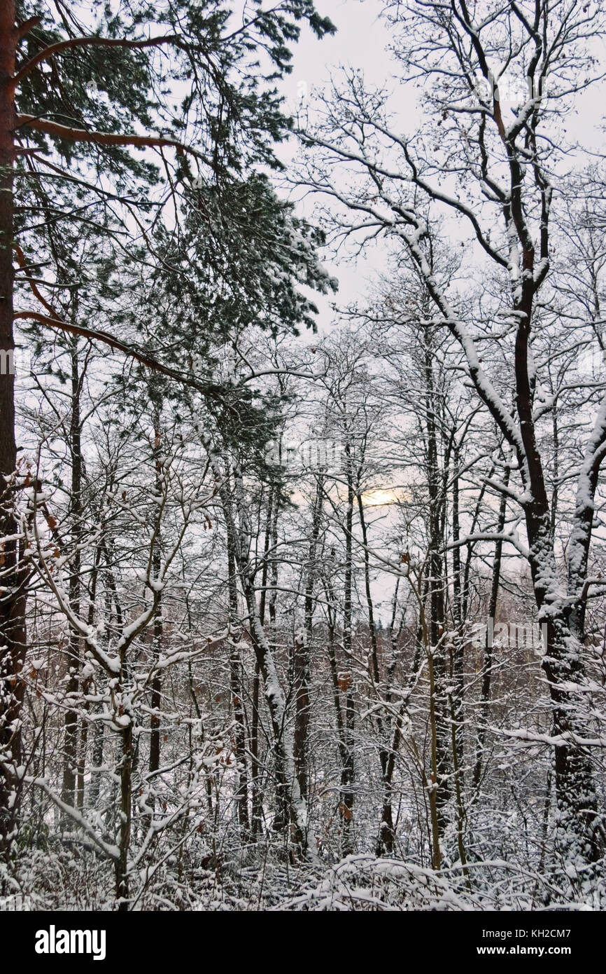 Gloomy forest in winter hi-res stock photography and images - Alamy