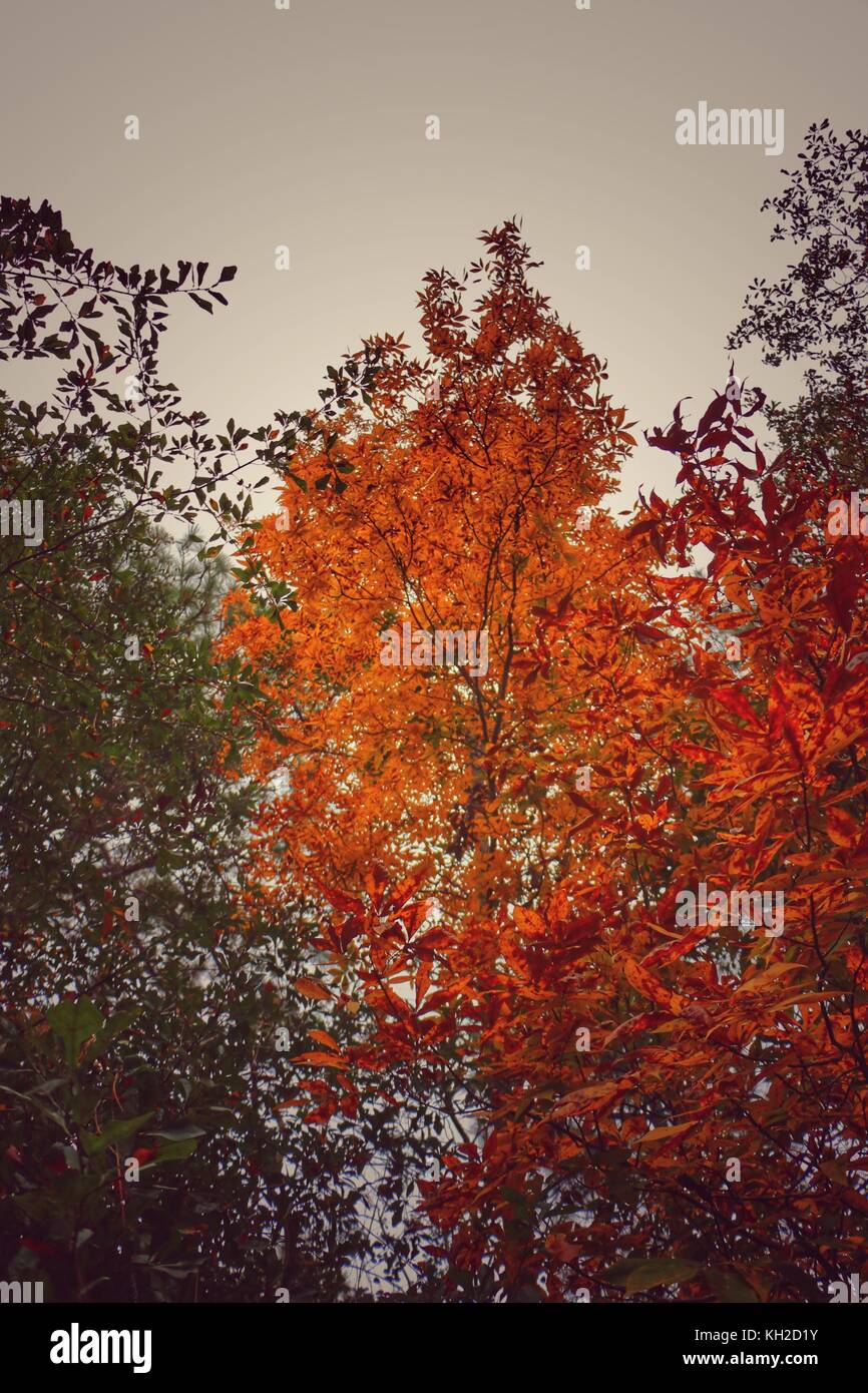 changing of trees Stock Photo - Alamy