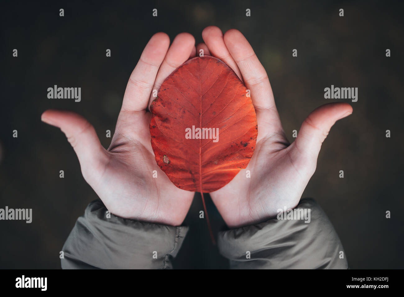 Green leaf in hands hi-res stock photography and images - Alamy