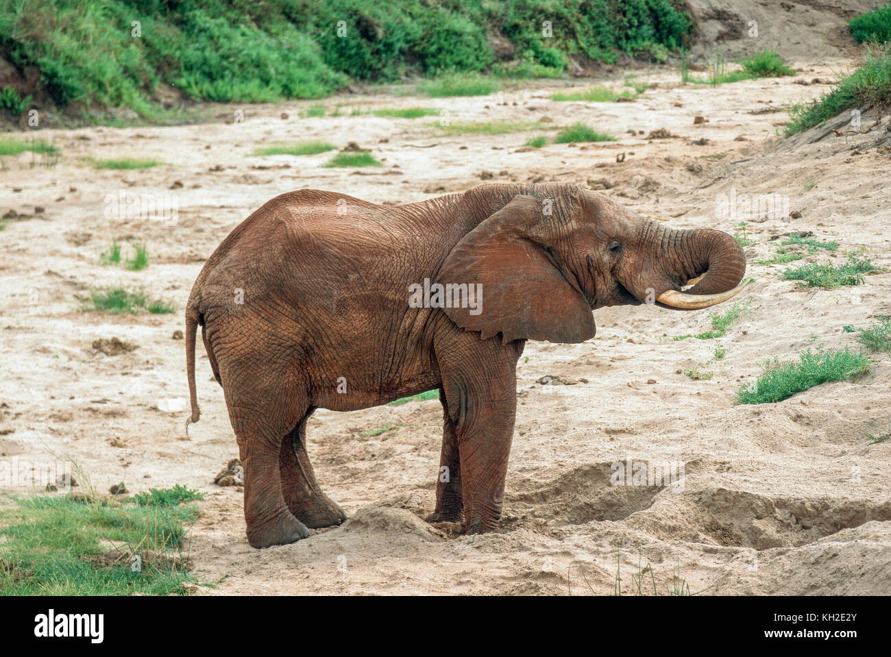 Elephant tusk poaching kenya hi-res stock photography and images - Alamy
