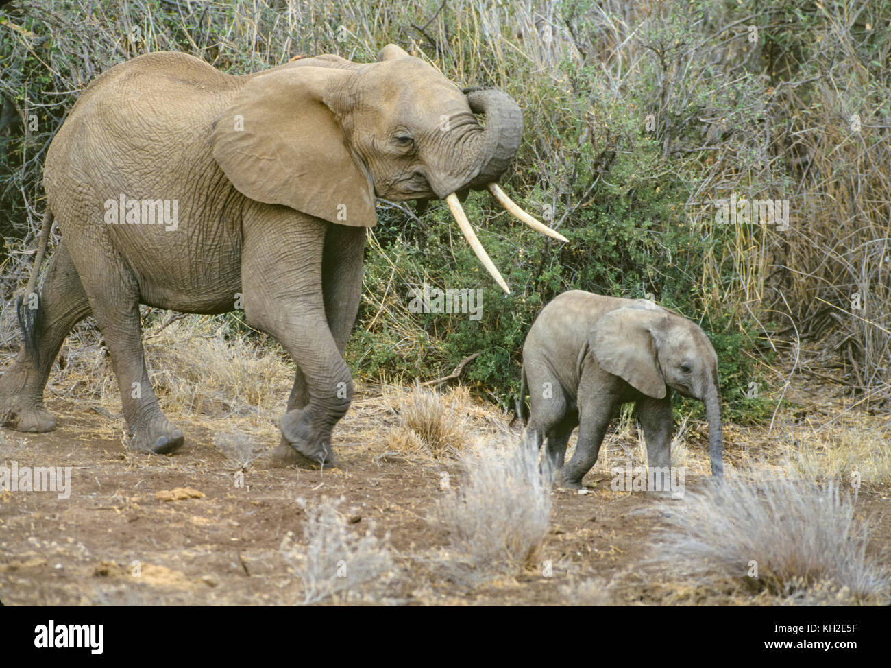Cow with tusks hi-res stock photography and images - Alamy