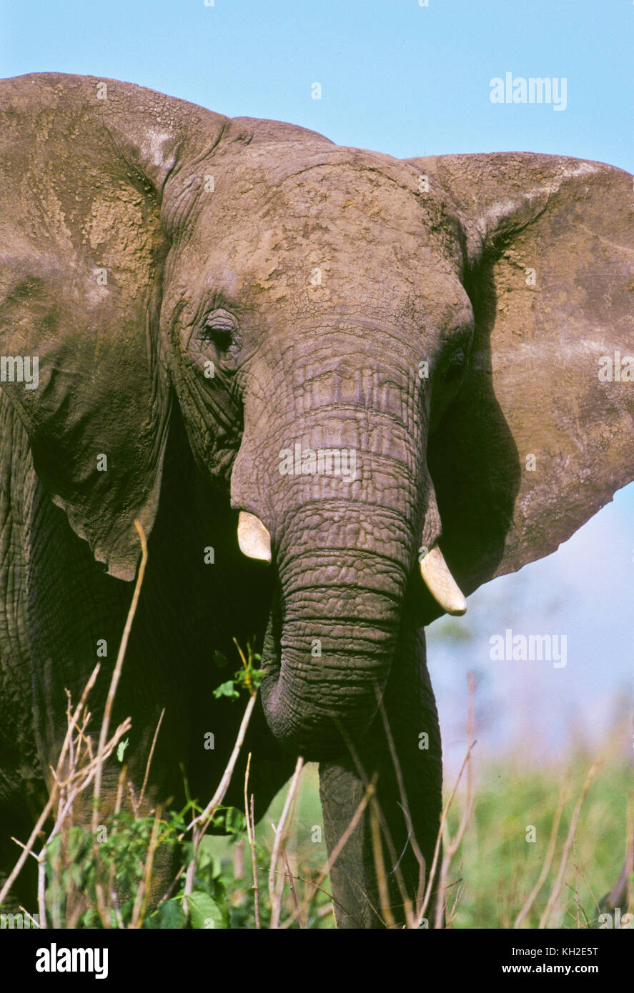 Bull African elephant Stock Photo - Alamy