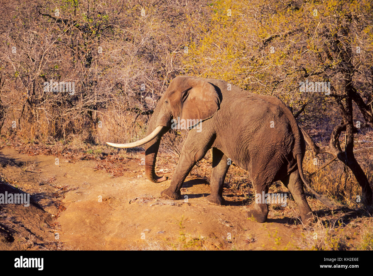 Huge bull African elephant in Kruger National Park Stock Photo - Alamy