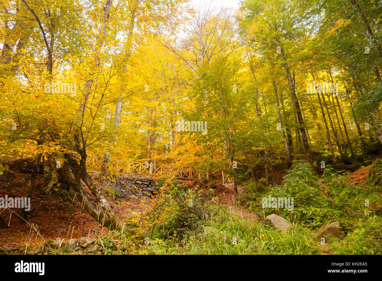 Autumn landscape in the woods Stock Photo - Alamy