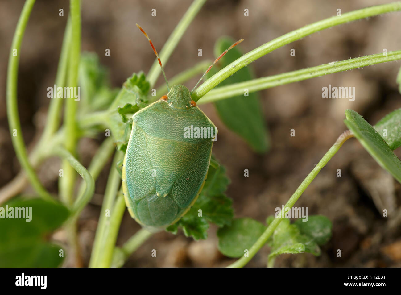 Macro view of southern green shield bug with red eyes and antennae ...
