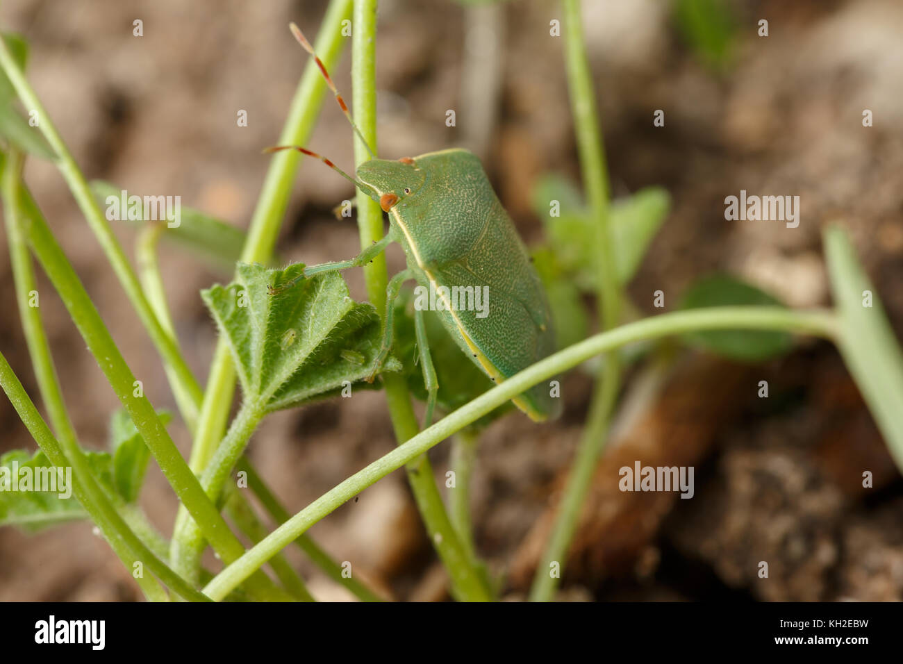 Southern green stink bug beside tiny larvae of other insects. Nezara ...