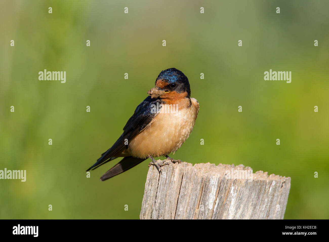 Barn swallow during summer Stock Photo - Alamy