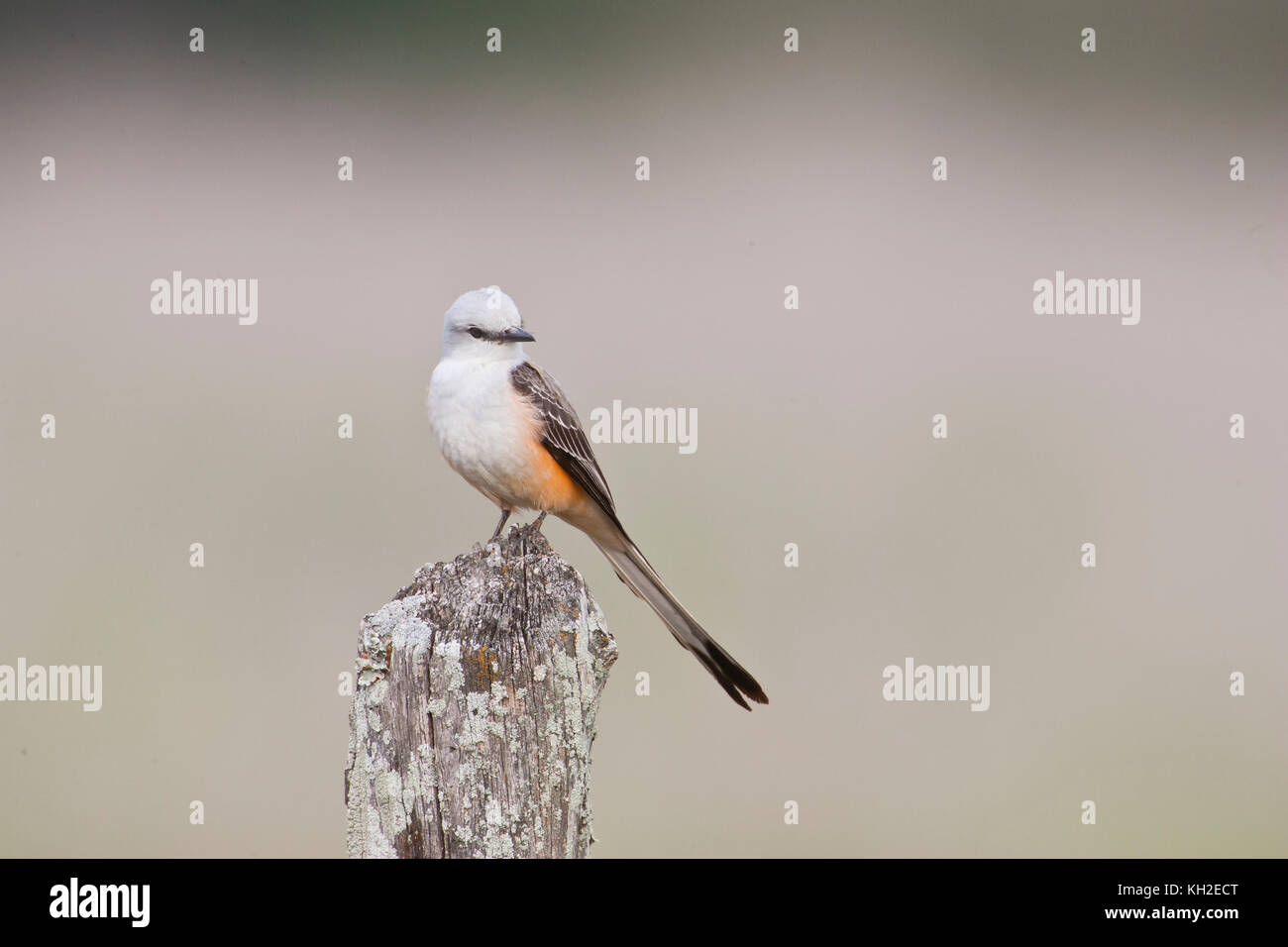 Scissor-tailed flycatcher in Texas Stock Photo - Alamy
