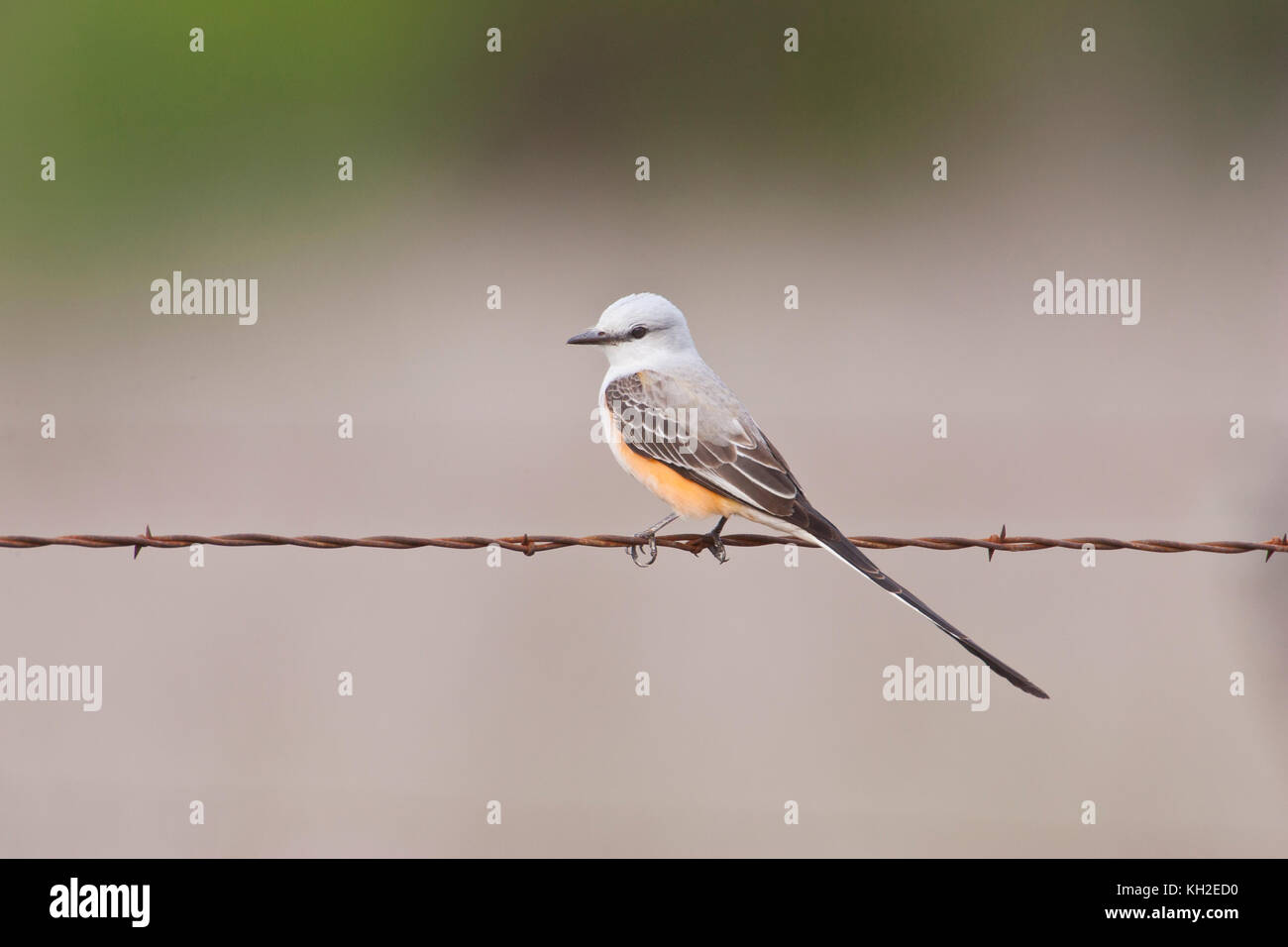 Scissor-tailed flycatcher in Texas Stock Photo - Alamy