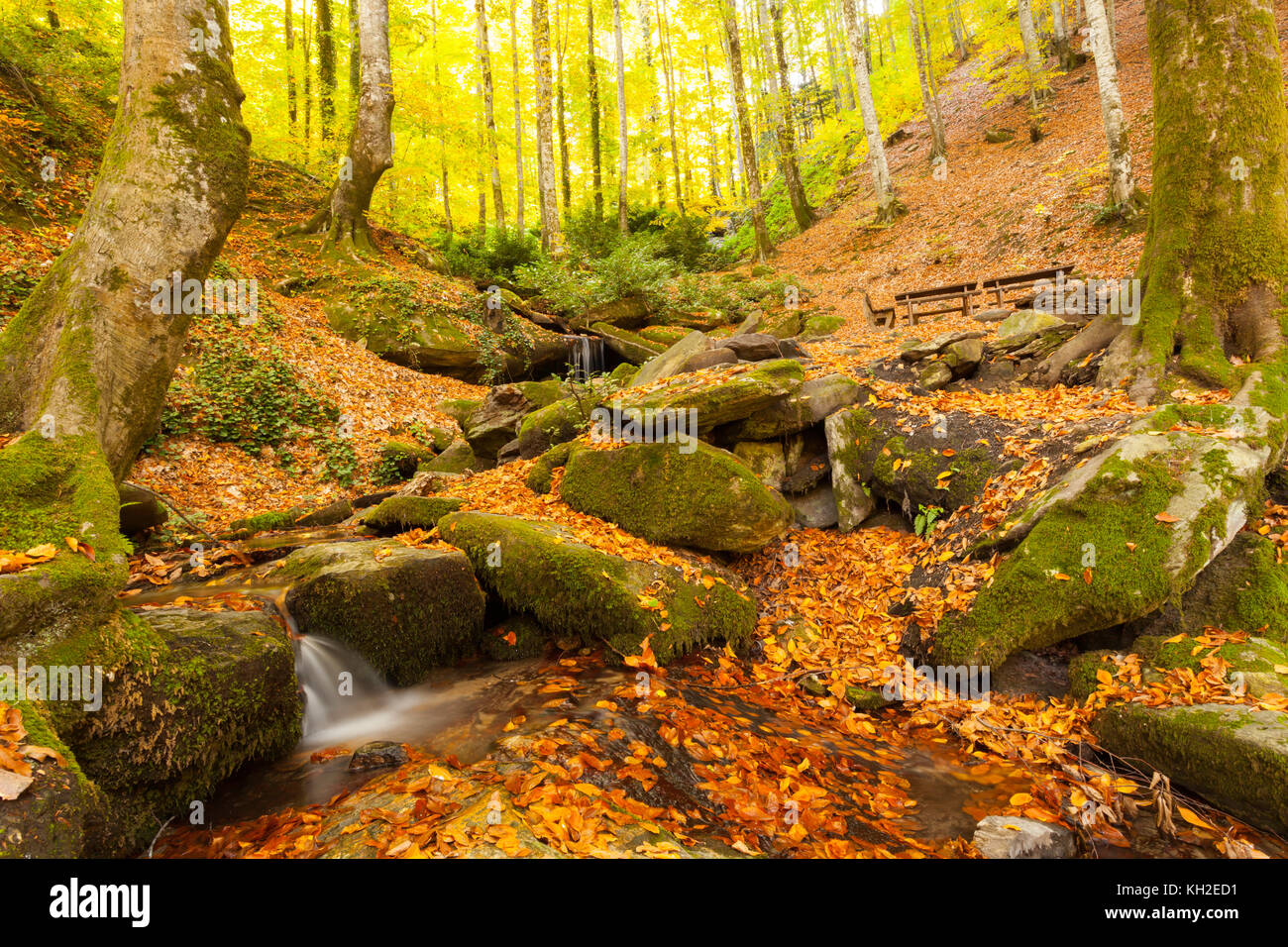 Autumn landscape in the woods Stock Photo - Alamy