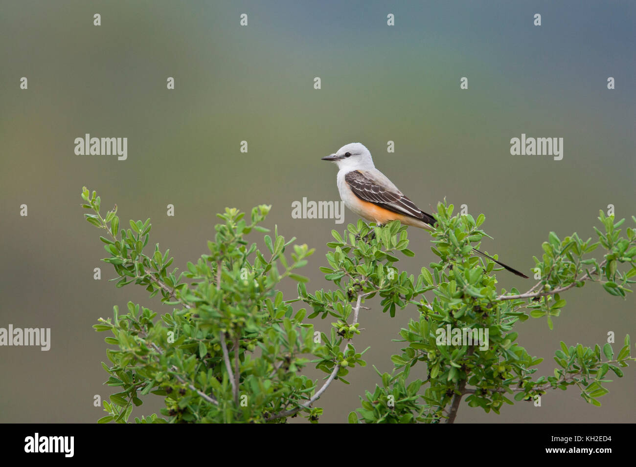 Scissor-tailed flycatcher in Texas Stock Photo - Alamy