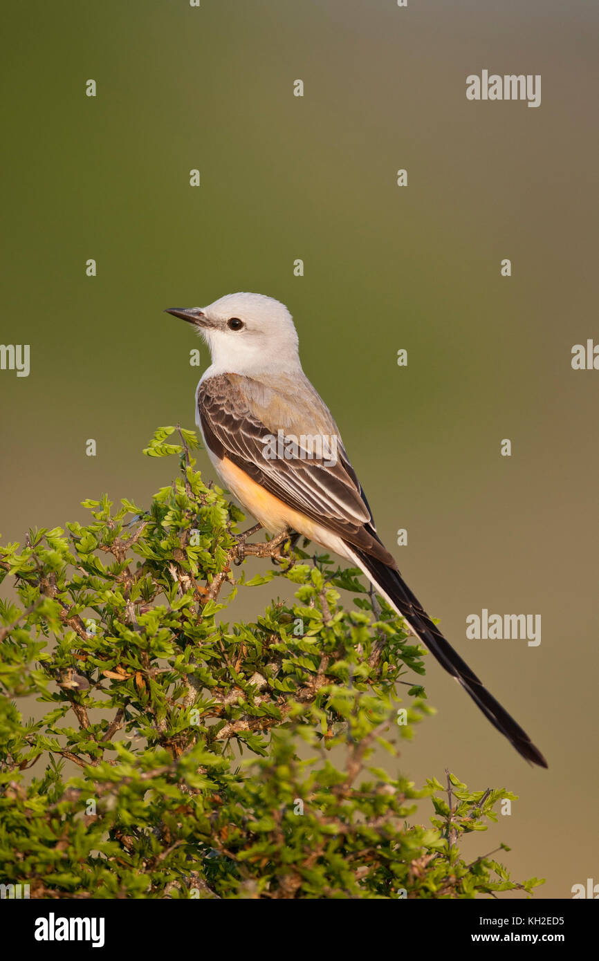 Scissor-tailed flycatcher in Texas Stock Photo - Alamy