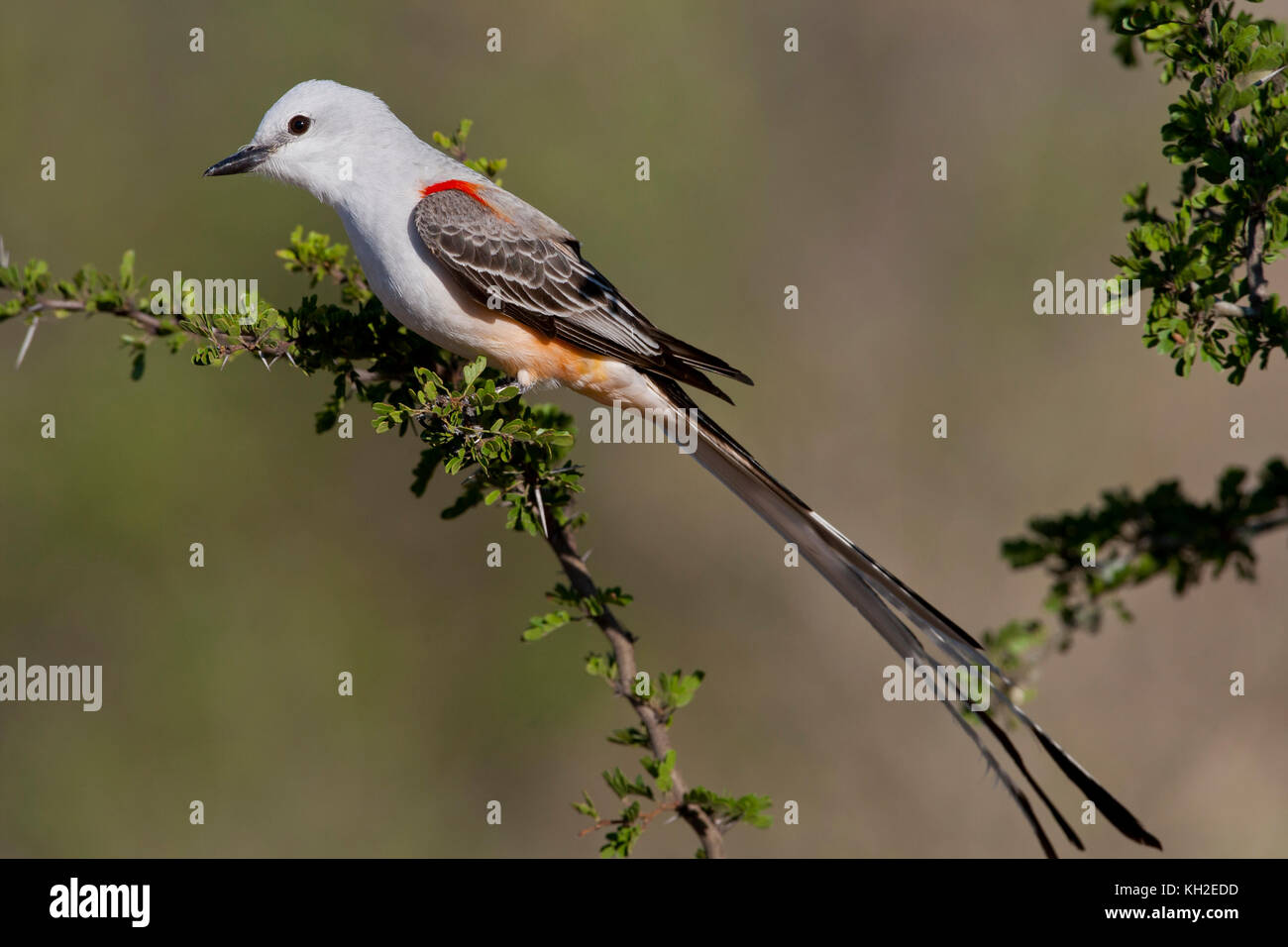 Scissor-tailed flycatcher in Texas Stock Photo - Alamy