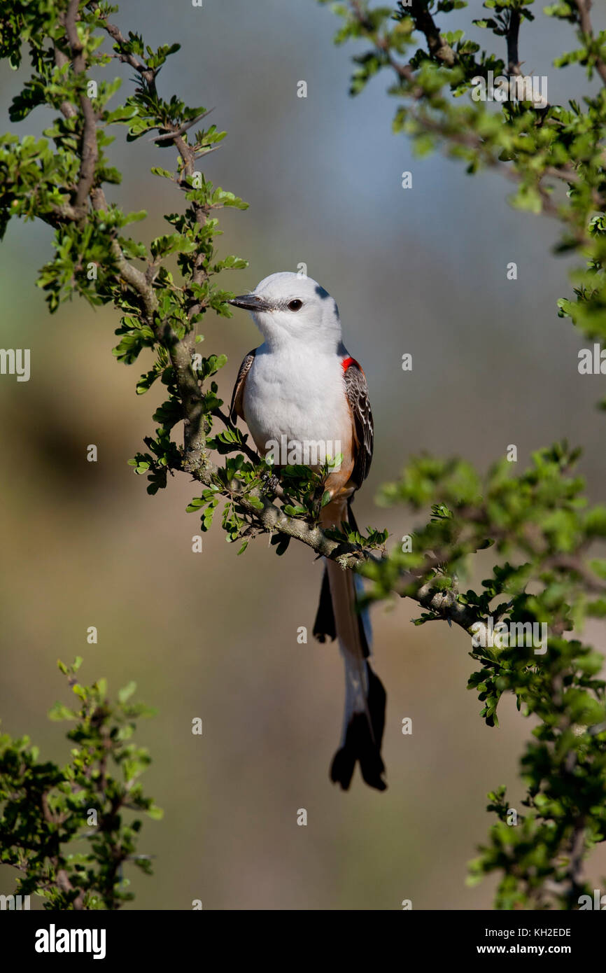 Scissor tailed flycatcher hi-res stock photography and images - Alamy