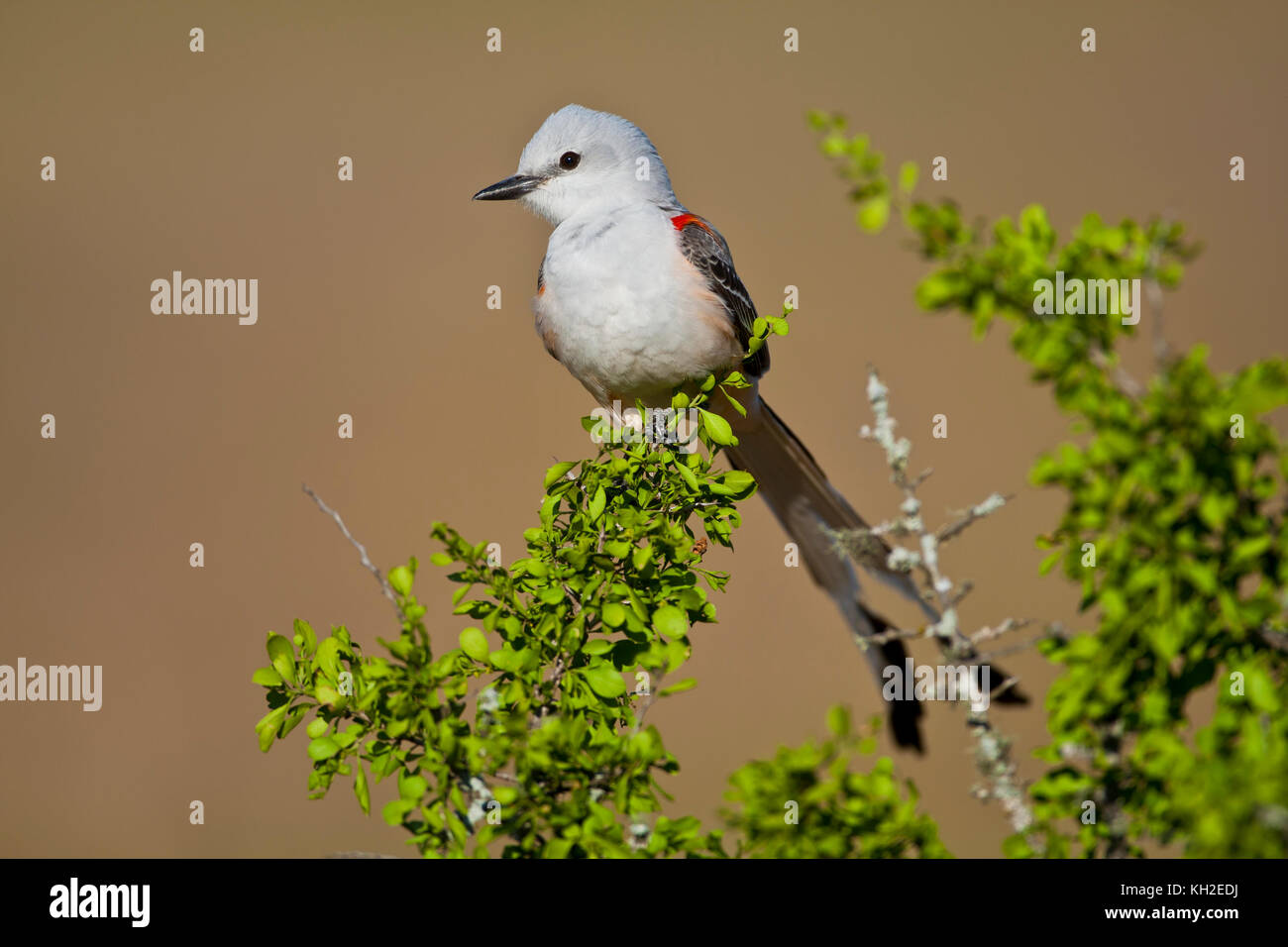 Scissor-tailed flycatcher in Texas Stock Photo - Alamy