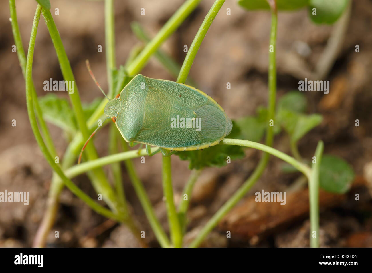 Close-up of southern green shield bug with red eyes and antennae over ...