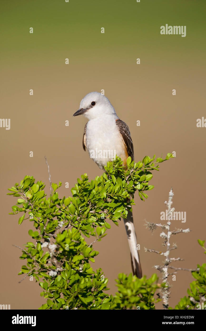 Scissor tailed bird hi-res stock photography and images - Alamy
